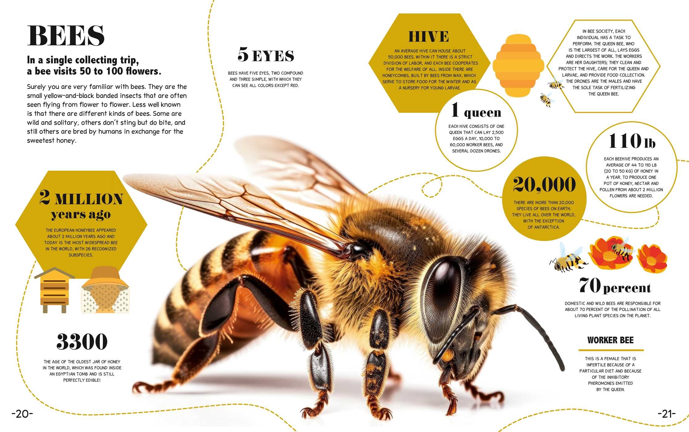 Bite-Sized Facts: Nature | Book by Cristina Banfi | Official Publisher ...