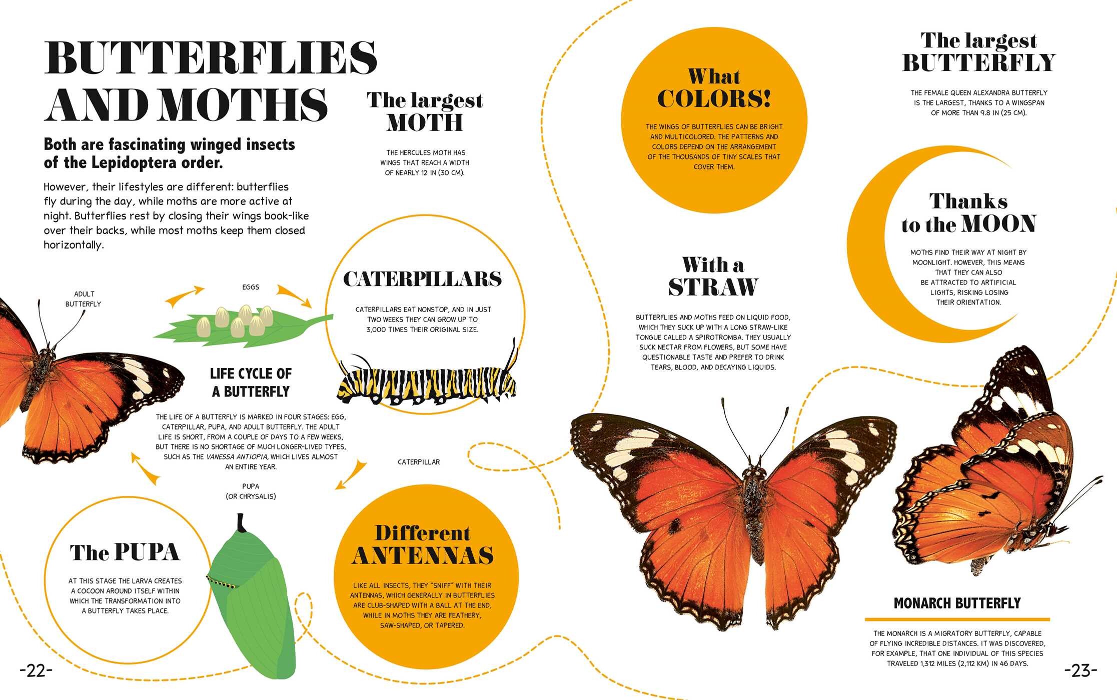 Bite-Sized Facts: Nature | Book by Cristina Banfi | Official Publisher ...