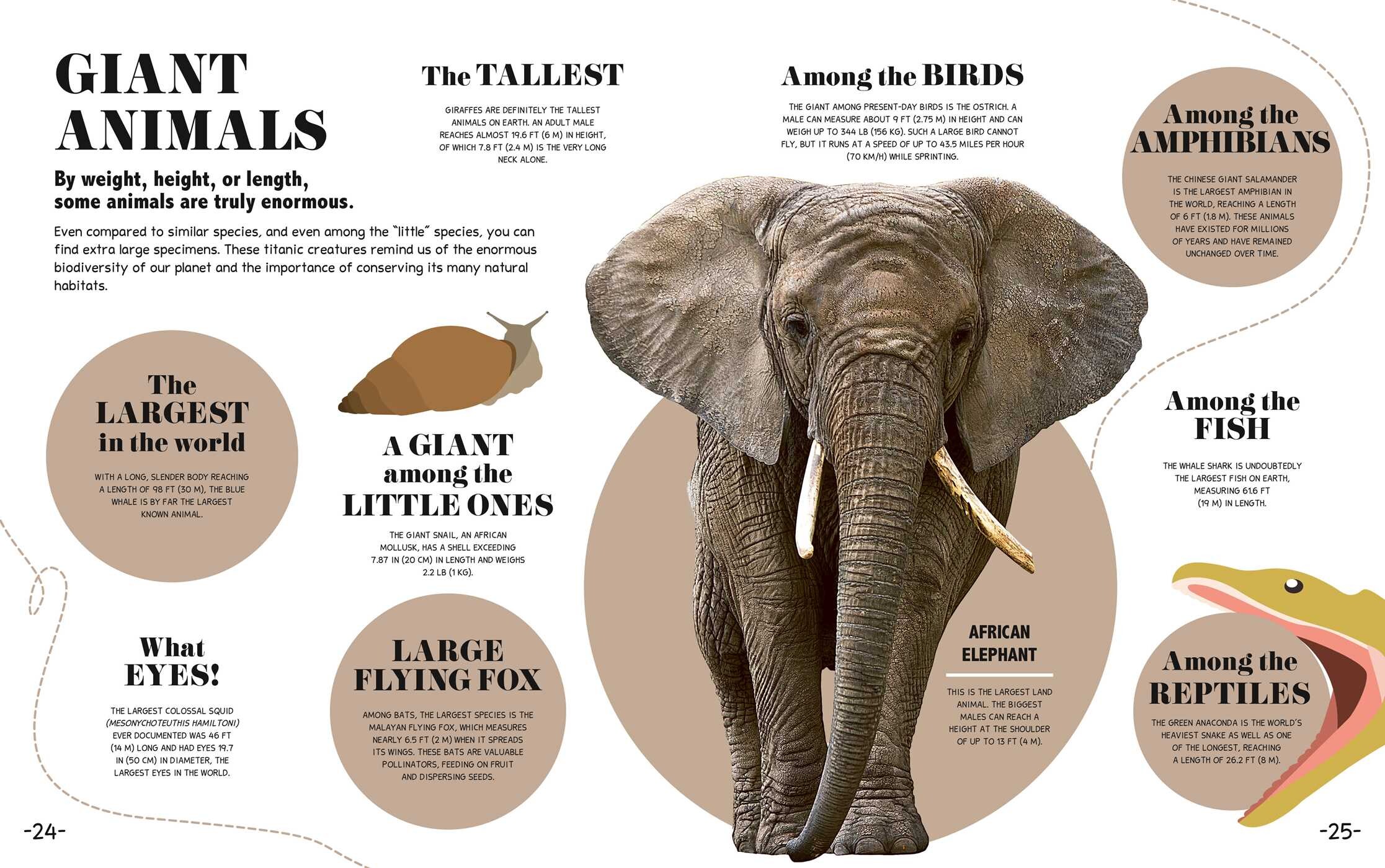 Bite-Sized Facts: Nature | Book by Cristina Banfi | Official Publisher ...
