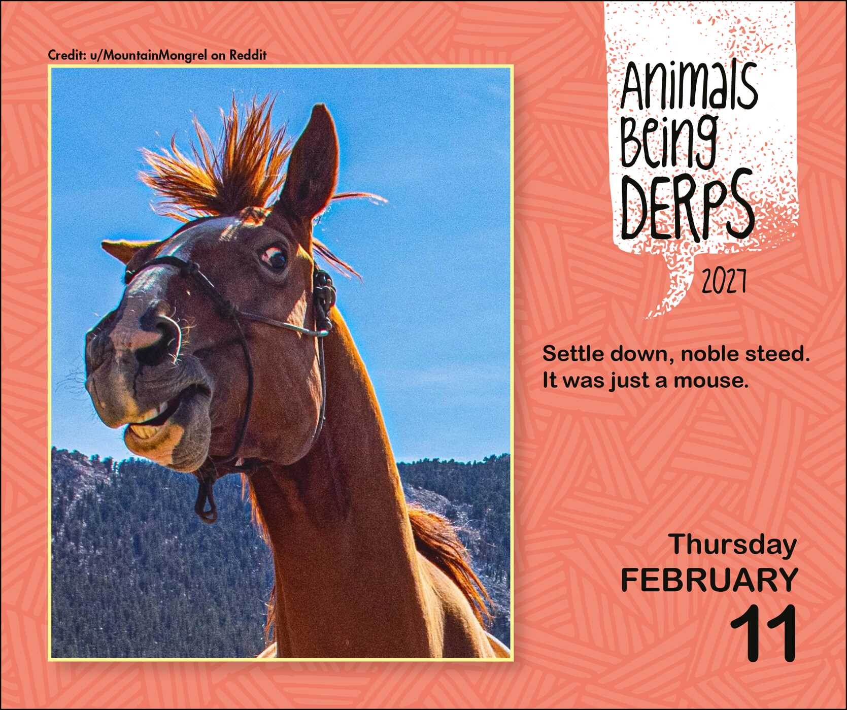 Animals Being Derps 2027 Day-to-Day Calendar - Book Summary & Video ...