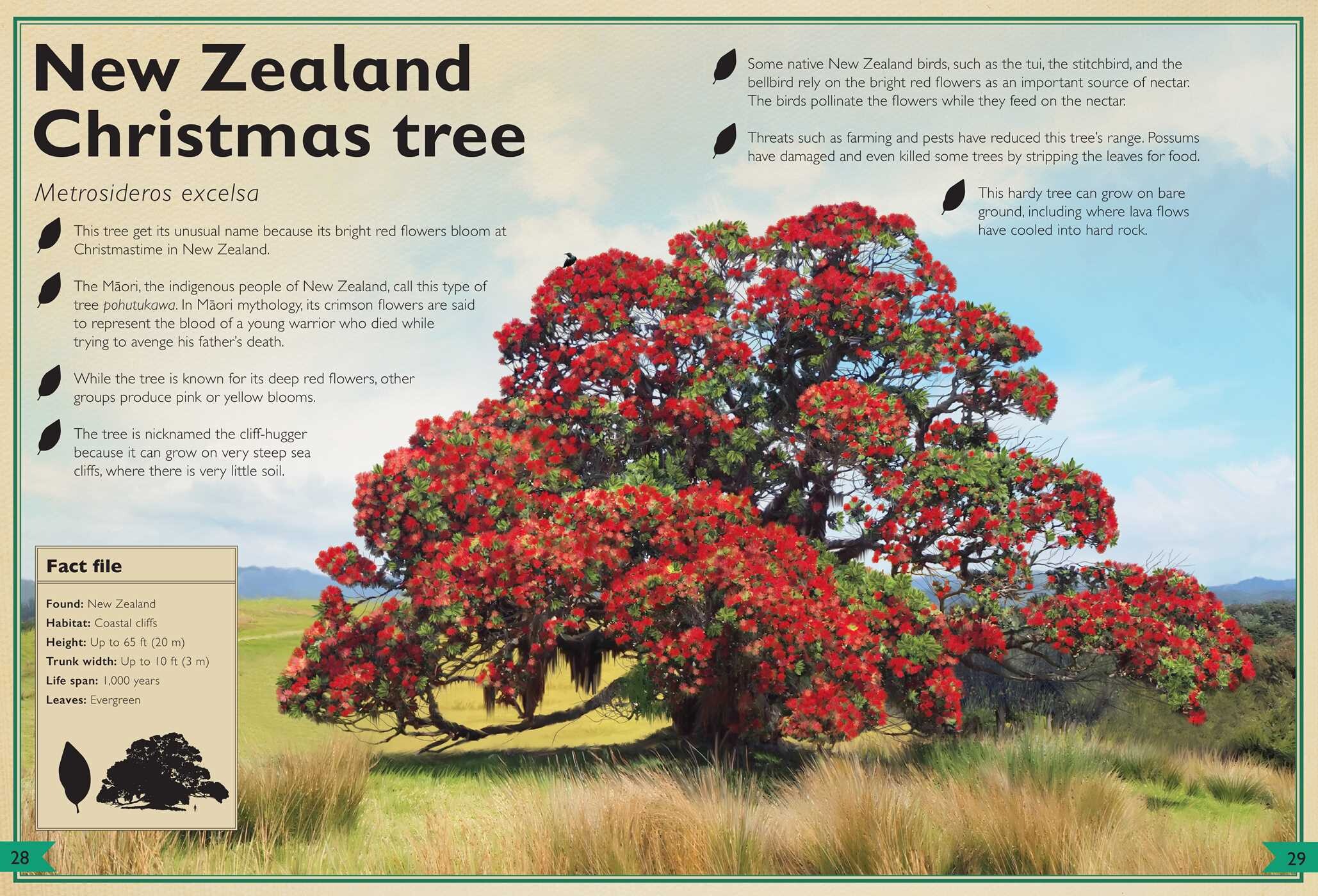 The Magnificent Book of Trees | Book by Tony Russell, Val Walerczuk ...