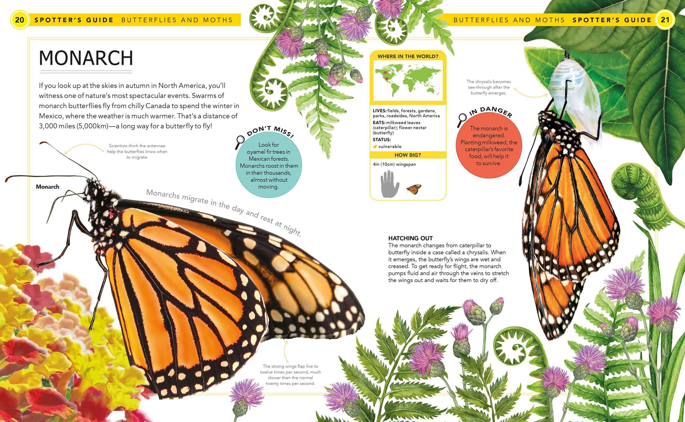 Bugs: A Spotter's Guide | Book by Pauline Savage, Fiona Osbaldstone ...