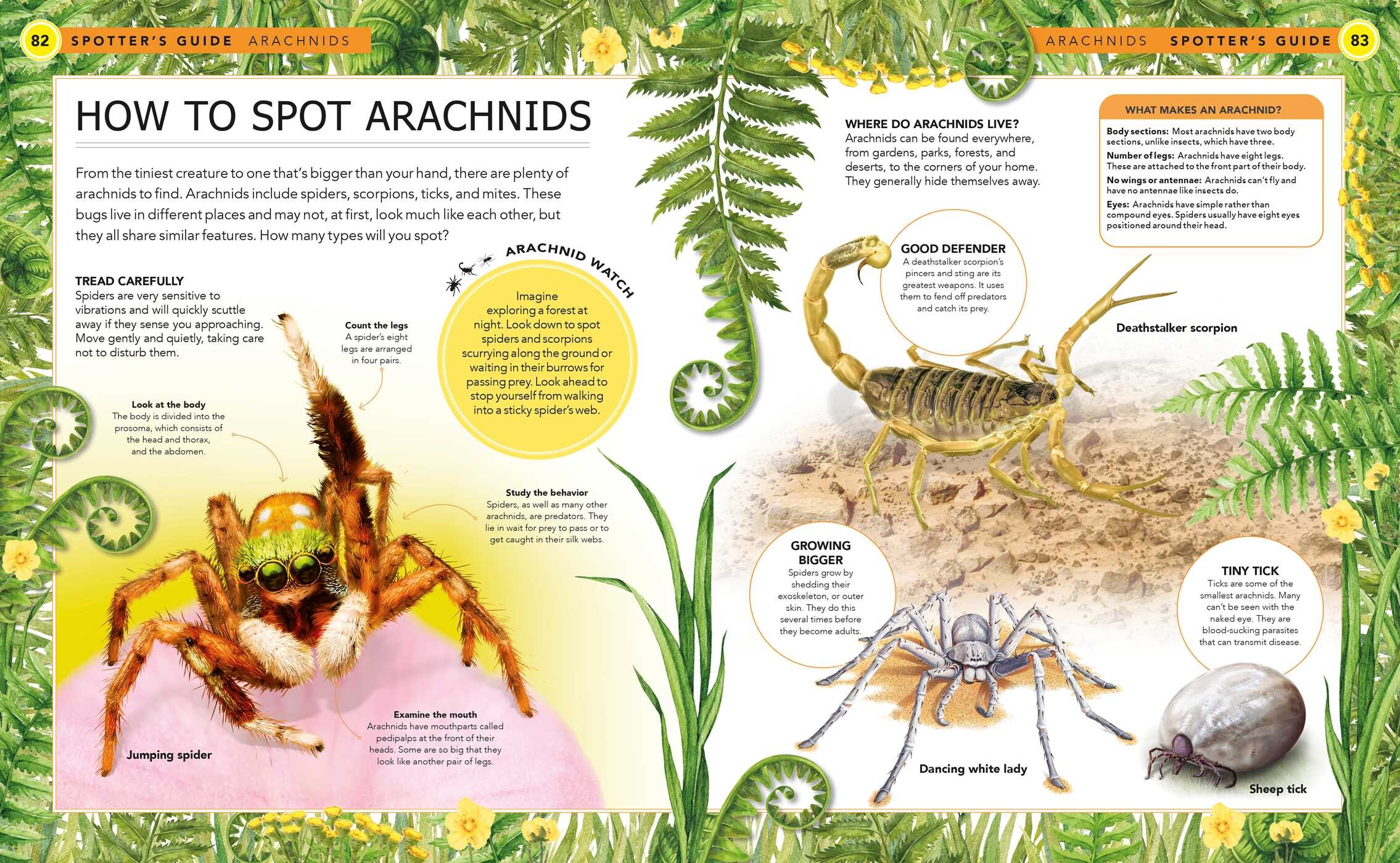 Bugs: A Spotter's Guide | Book by Pauline Savage | Official Publisher ...
