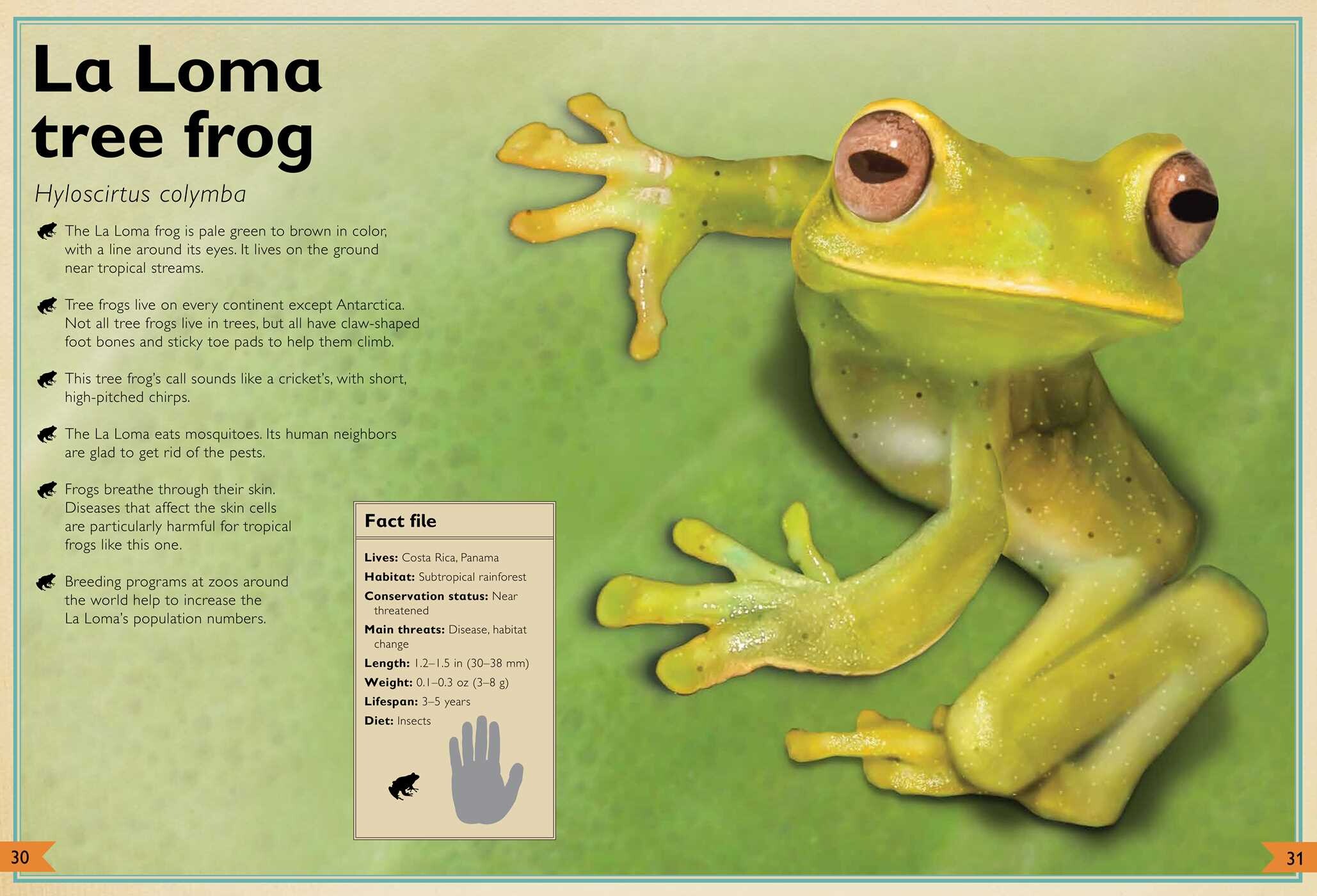 The Magnificent Book of Endangered Animals | Book by Morgan, Val ...