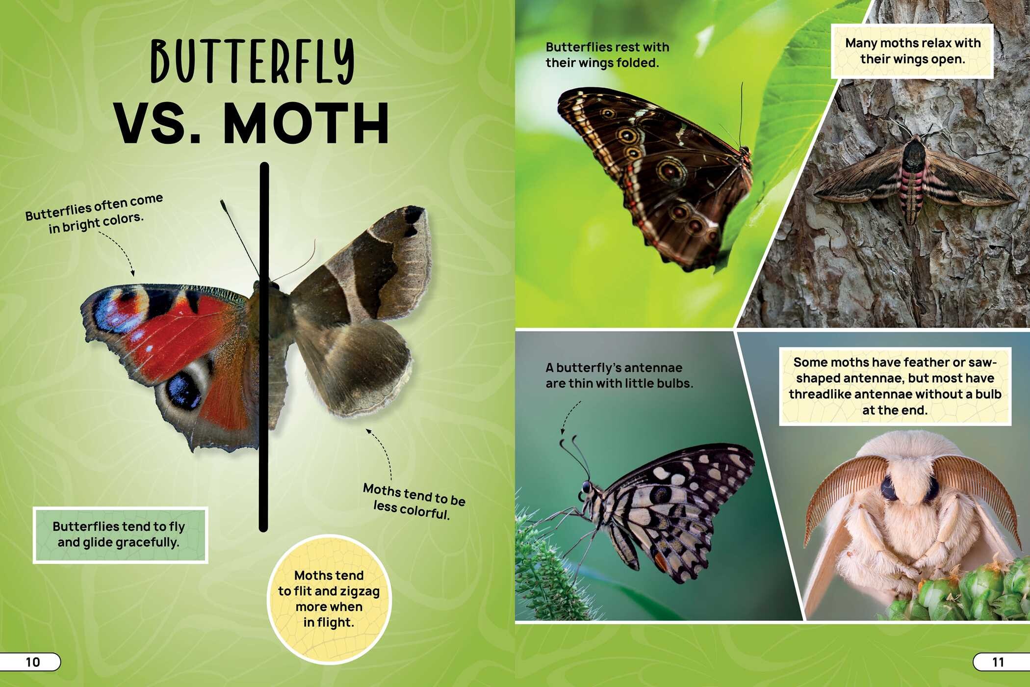 Smithsonian Explores: Bugs and Insects | Book by Smithsonian | Official ...