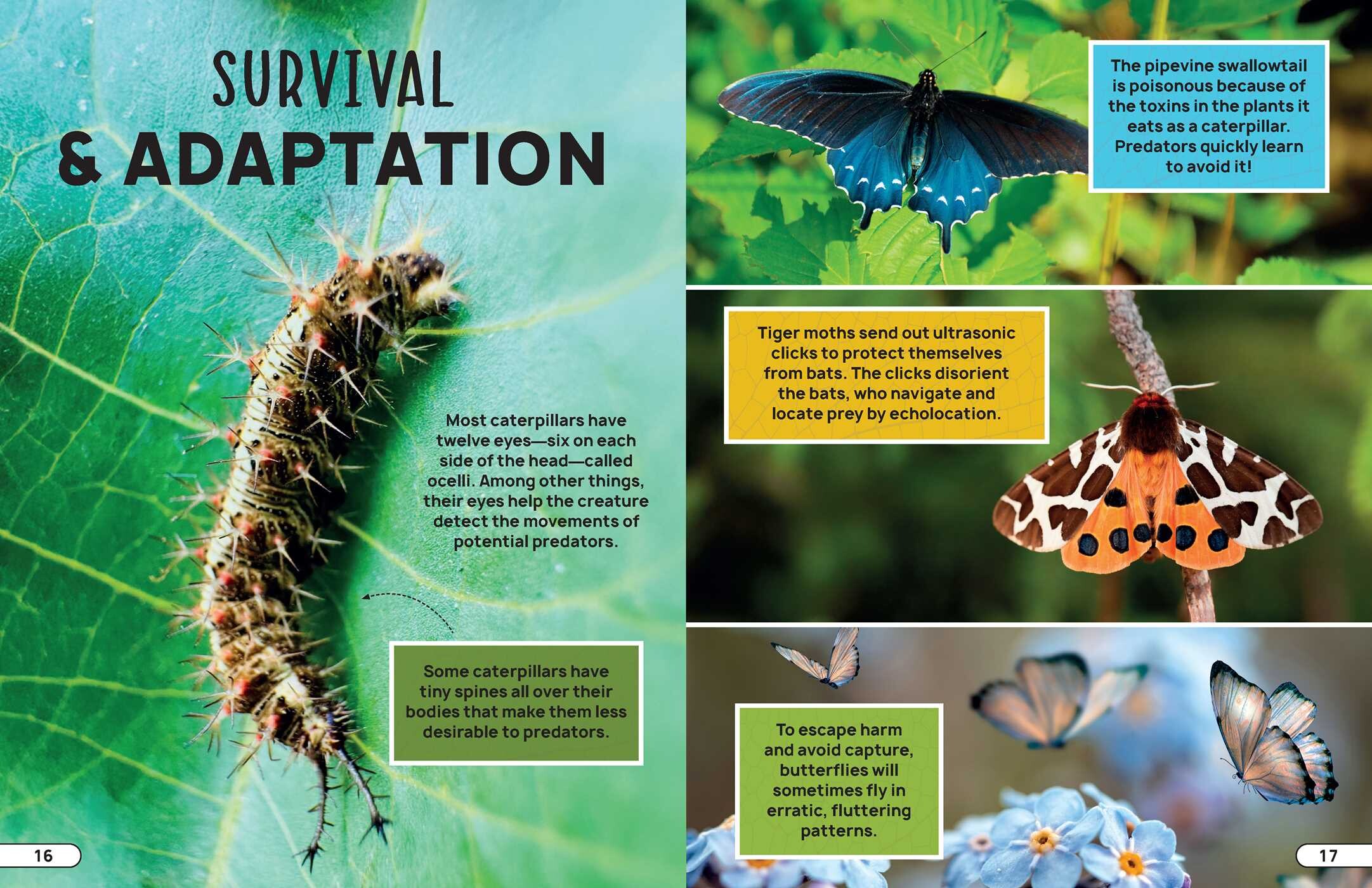 Smithsonian Explores: Bugs and Insects | Book by Smithsonian | Official ...
