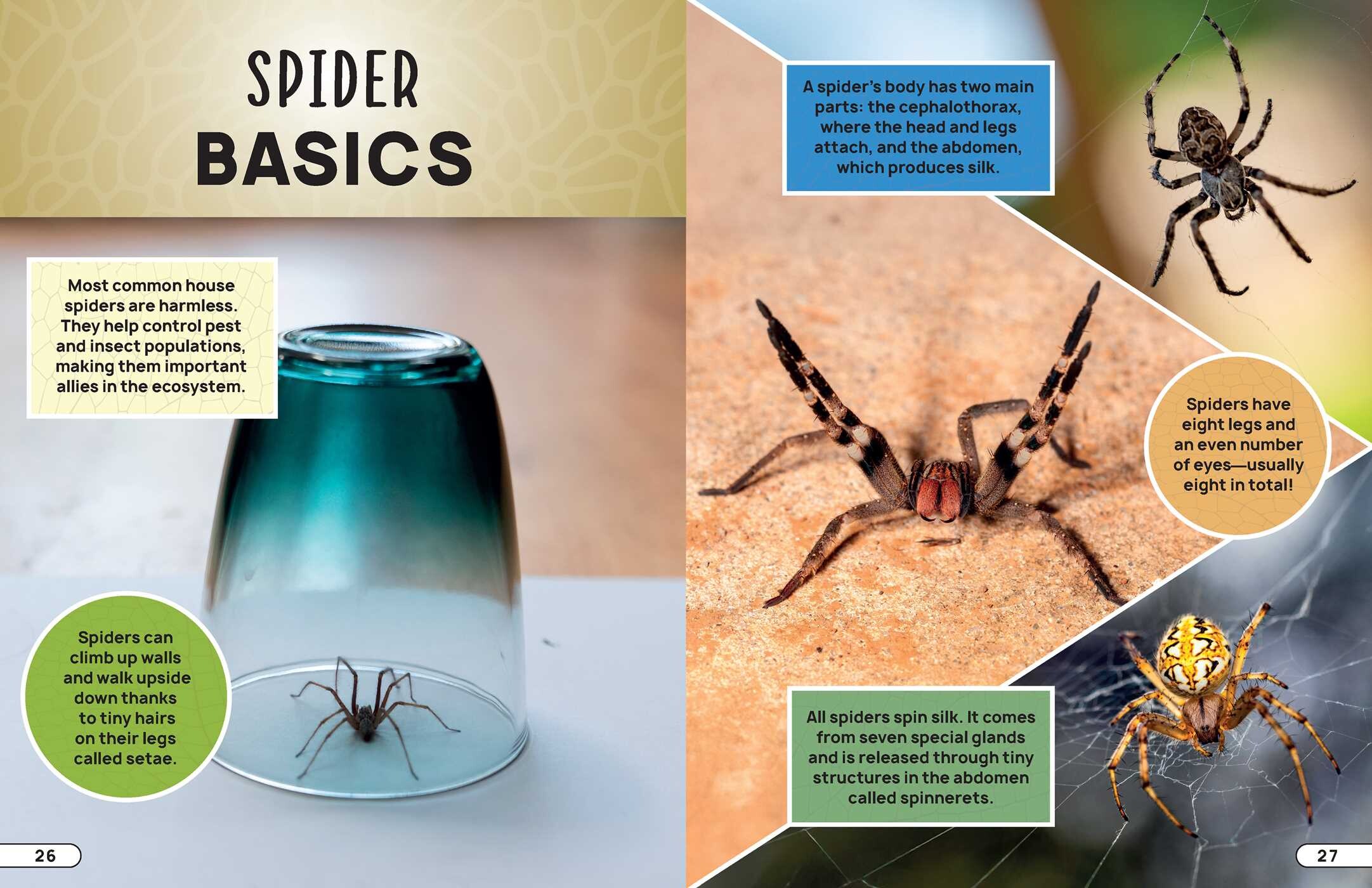 Smithsonian Explores: Bugs and Insects | Book by Smithsonian | Official ...