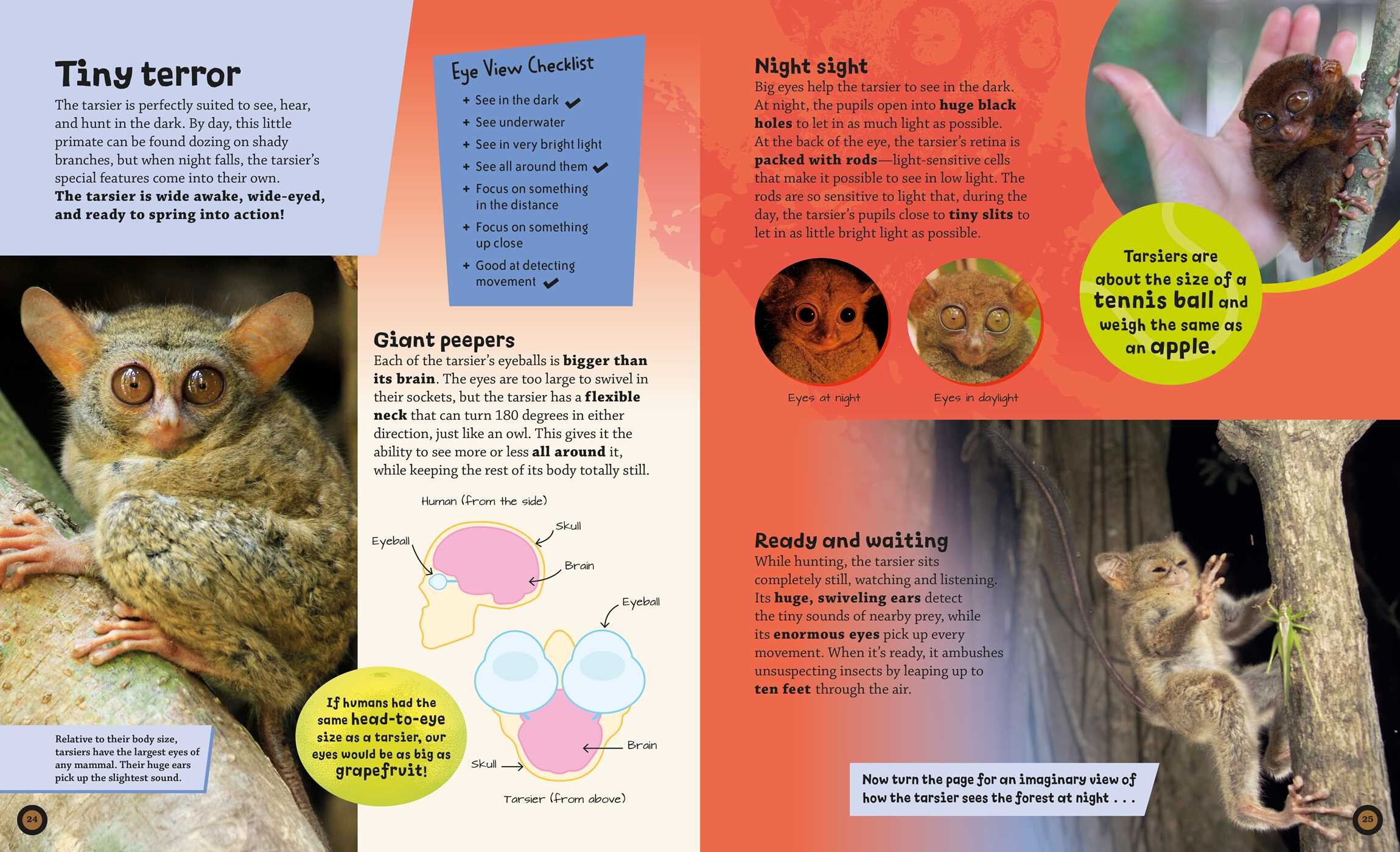 Eye View: Jungle Animals | Book by Weldon Owen, Catherine Ard, Mat ...