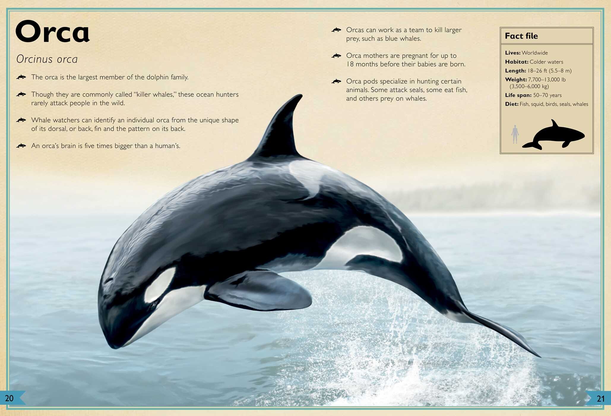 The Magnificent Book of Ocean Creatures | Book by Tom Jackson, Val ...