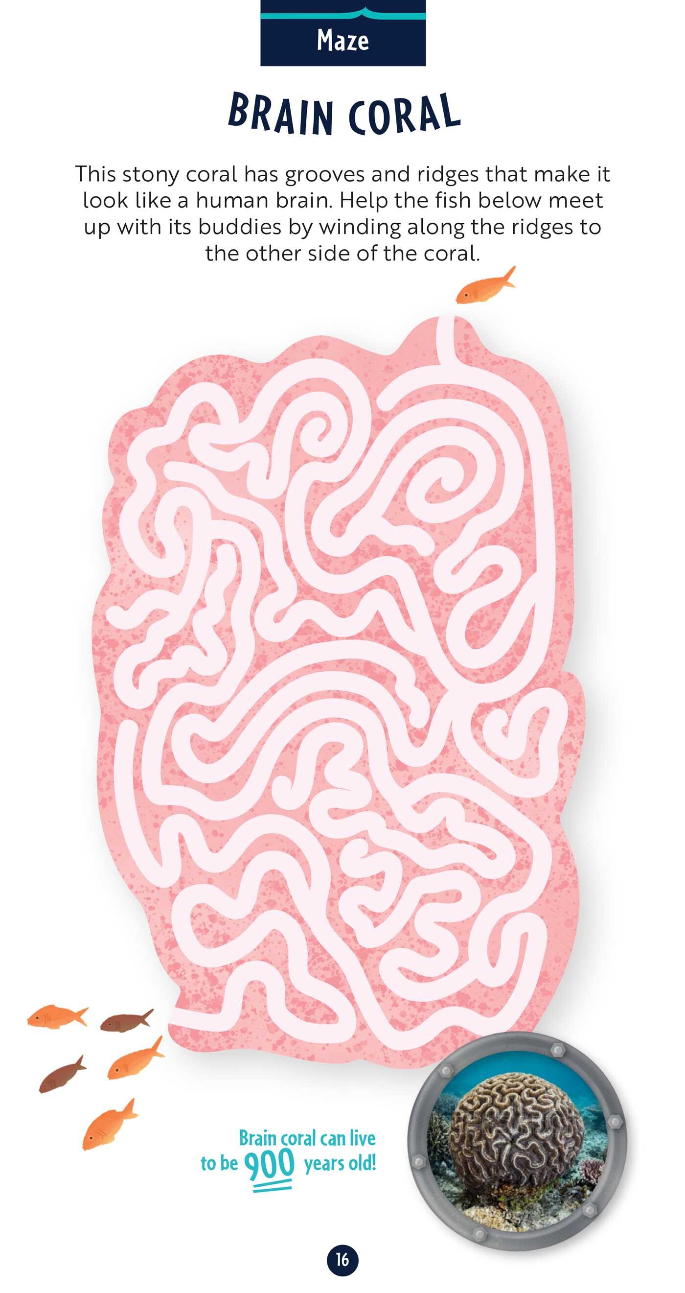 Undersea Explorer Activity Pack - Book Summary & Video | Official Publisher Page | Simon & Schuster