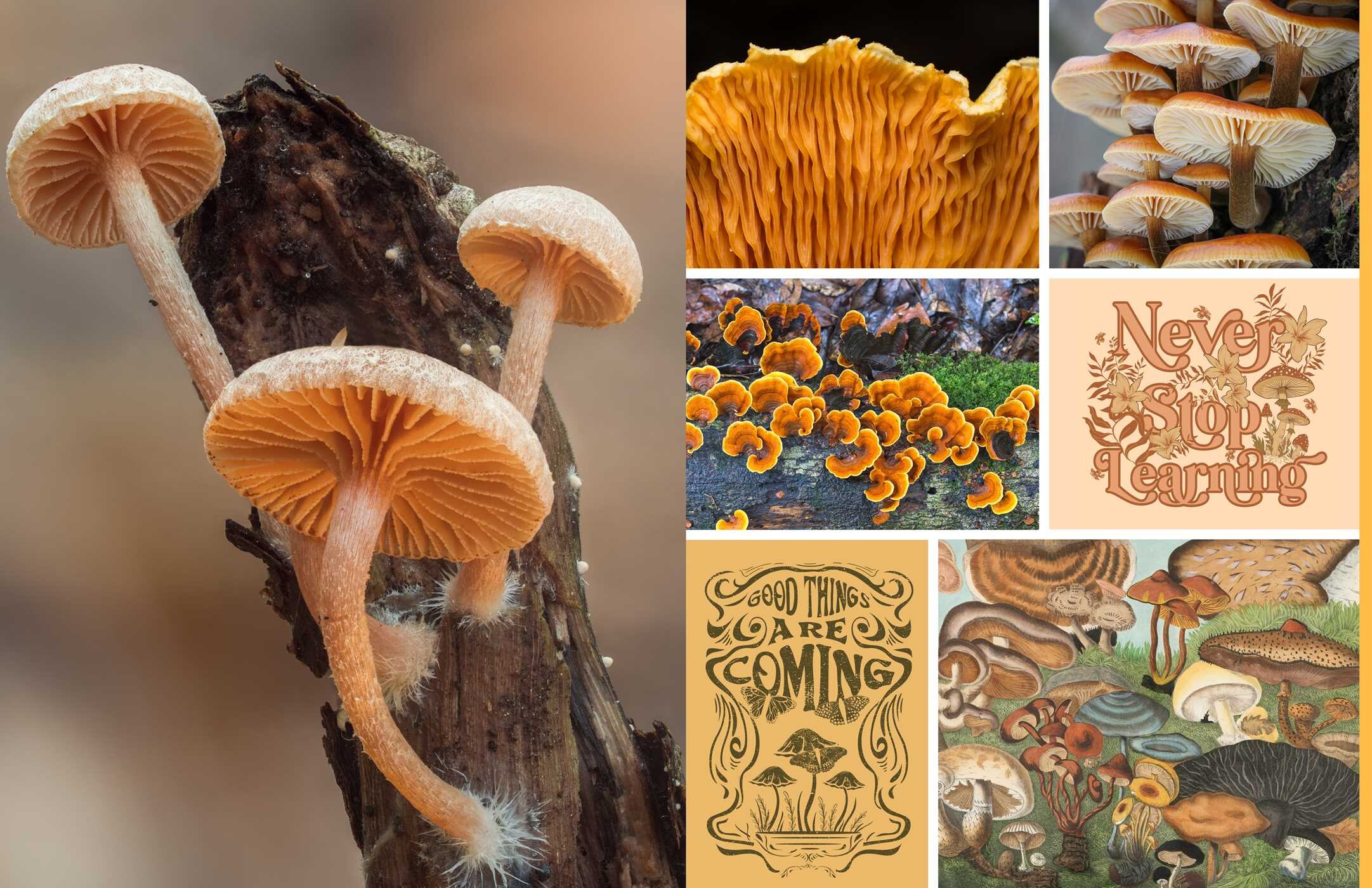 Cut & Collage Mushrooms and Fungi | Book by Earth Aware Editions ...