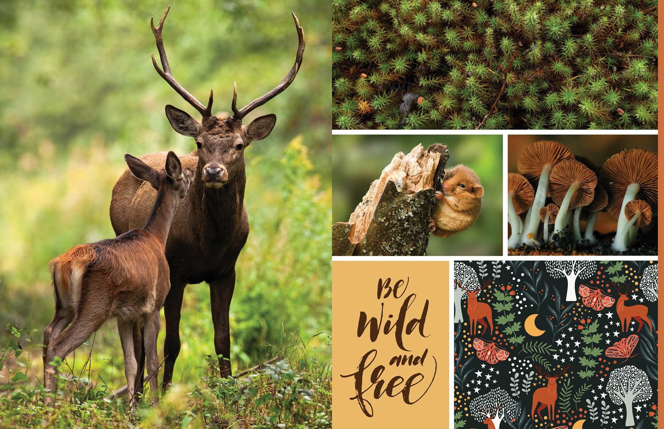 Cut & Collage Woodland Creatures | Book by Earth Aware Editions ...