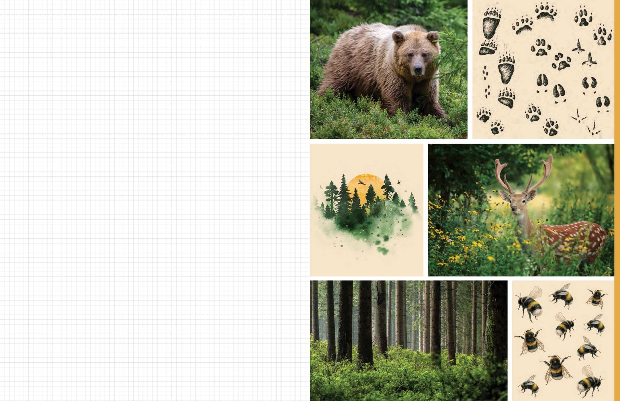 Cut & Collage Woodland Creatures | Book by Earth Aware Editions ...