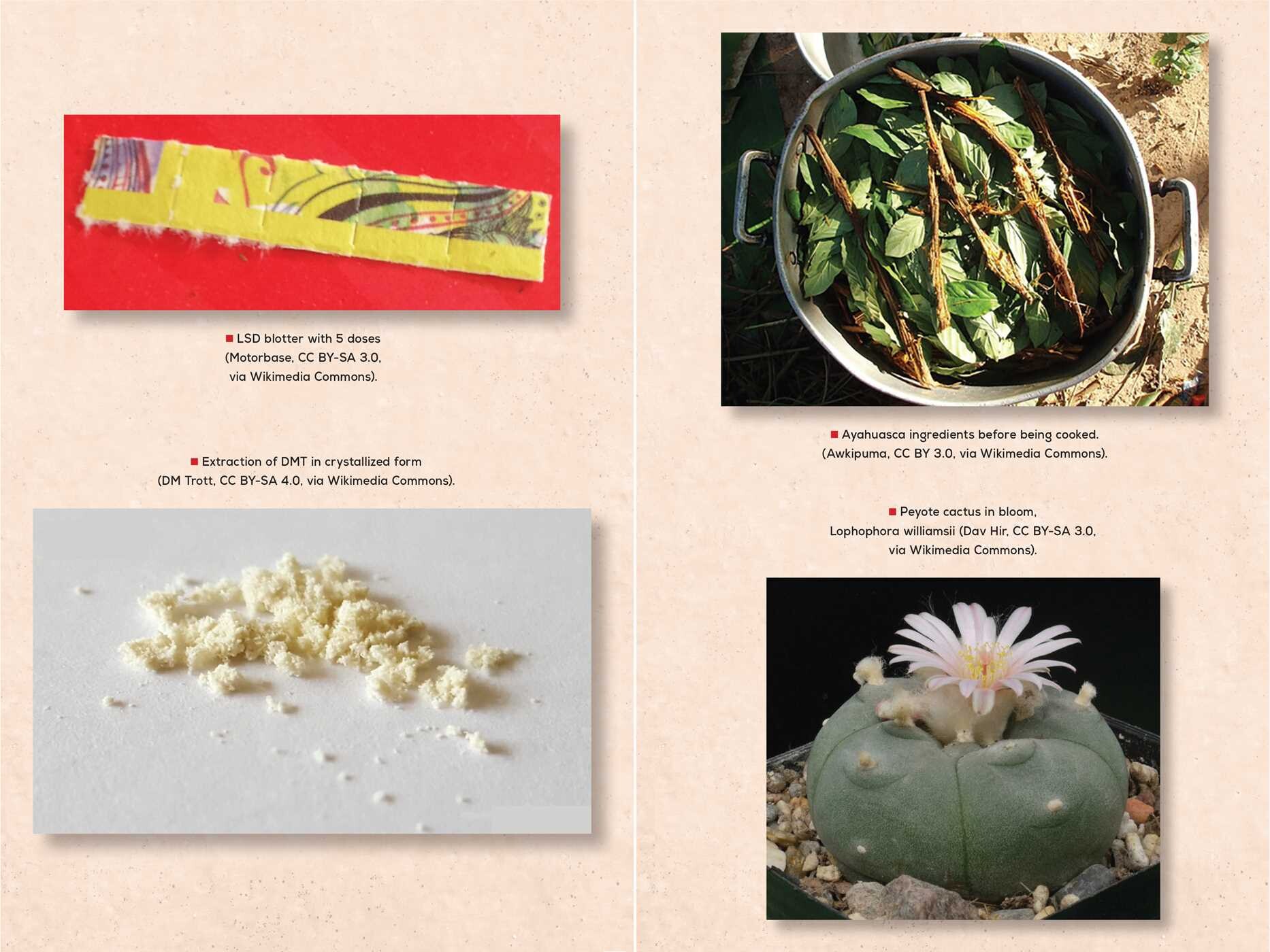 The Psychedelic Reawakening | Book by Anton Gomez-Escolar, Rick Doblin ...