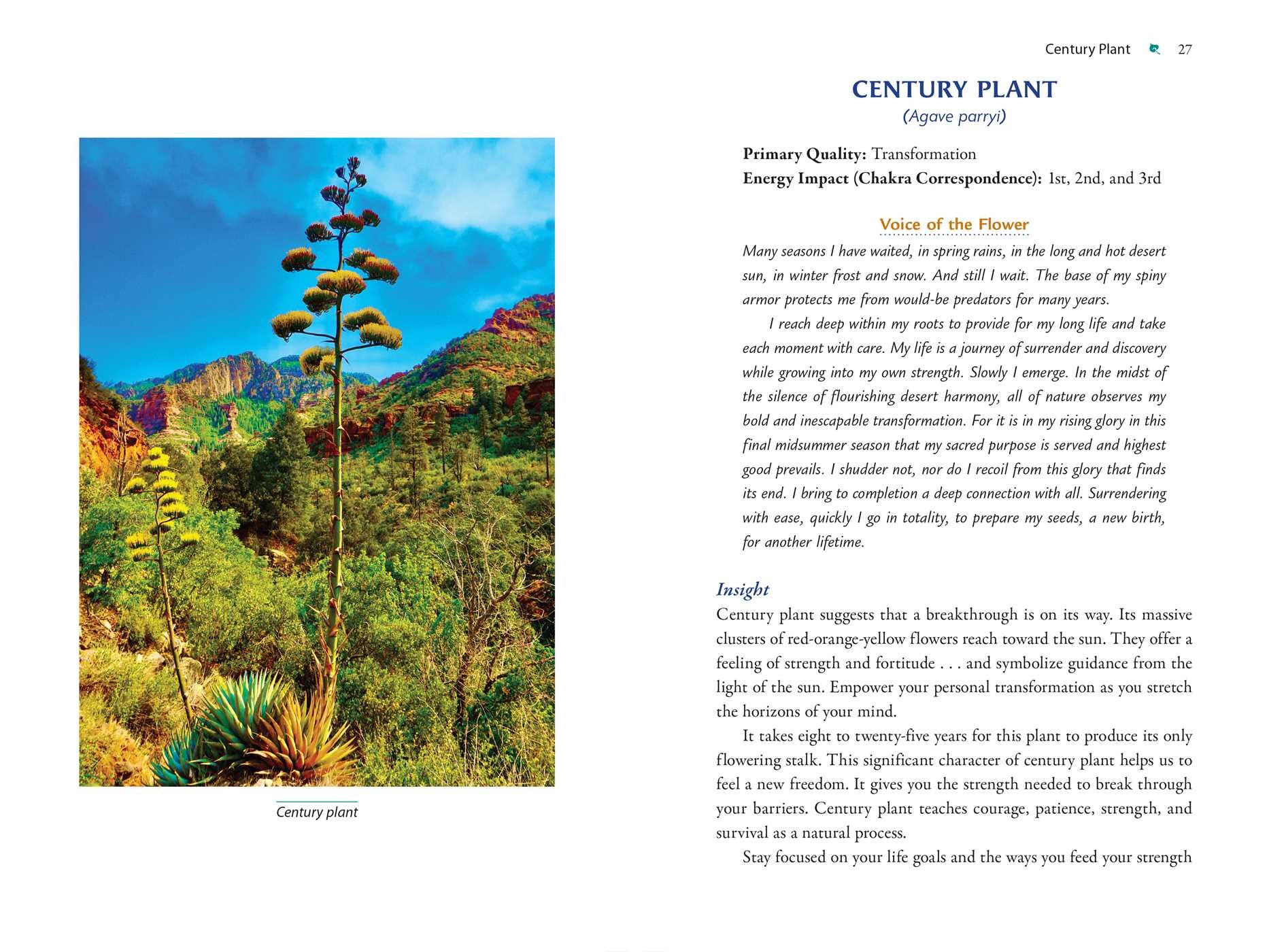 Plant Energy Medicine | Book by Rhonda PallasDowney, Sandi O'Connor ...