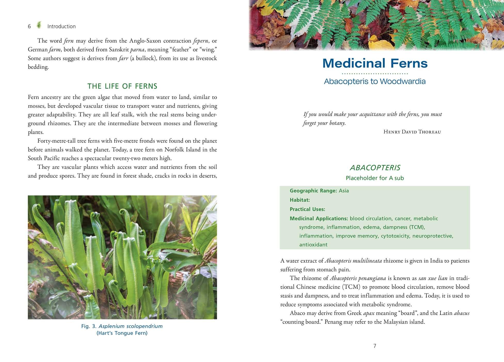 The Fern Pharmacy | Book by Robert Dale Rogers | Official Publisher ...