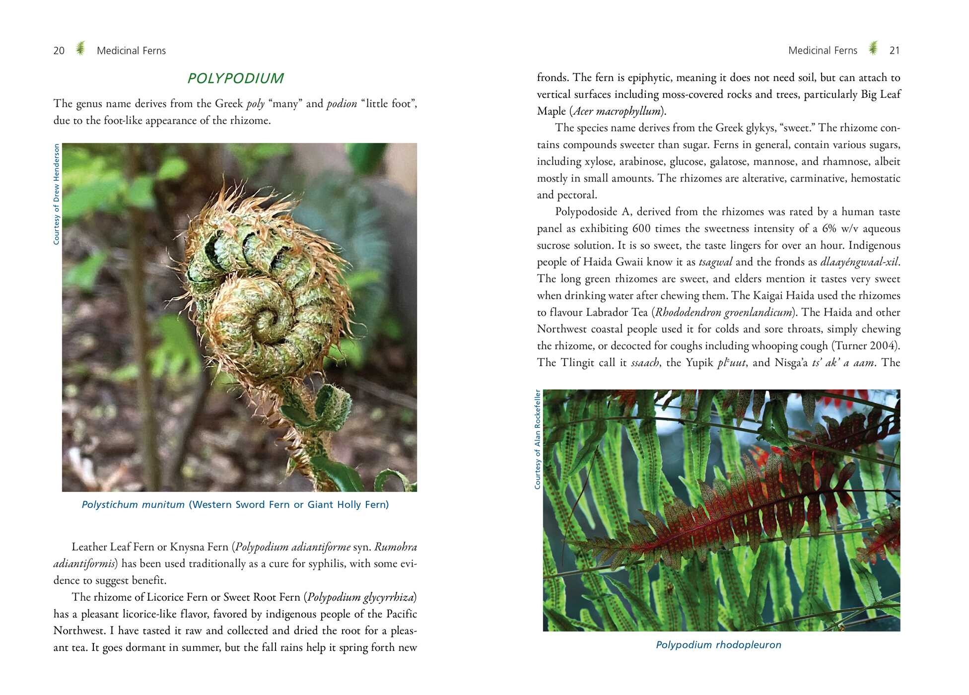 The Fern Pharmacy | Book by Robert Dale Rogers | Official Publisher ...