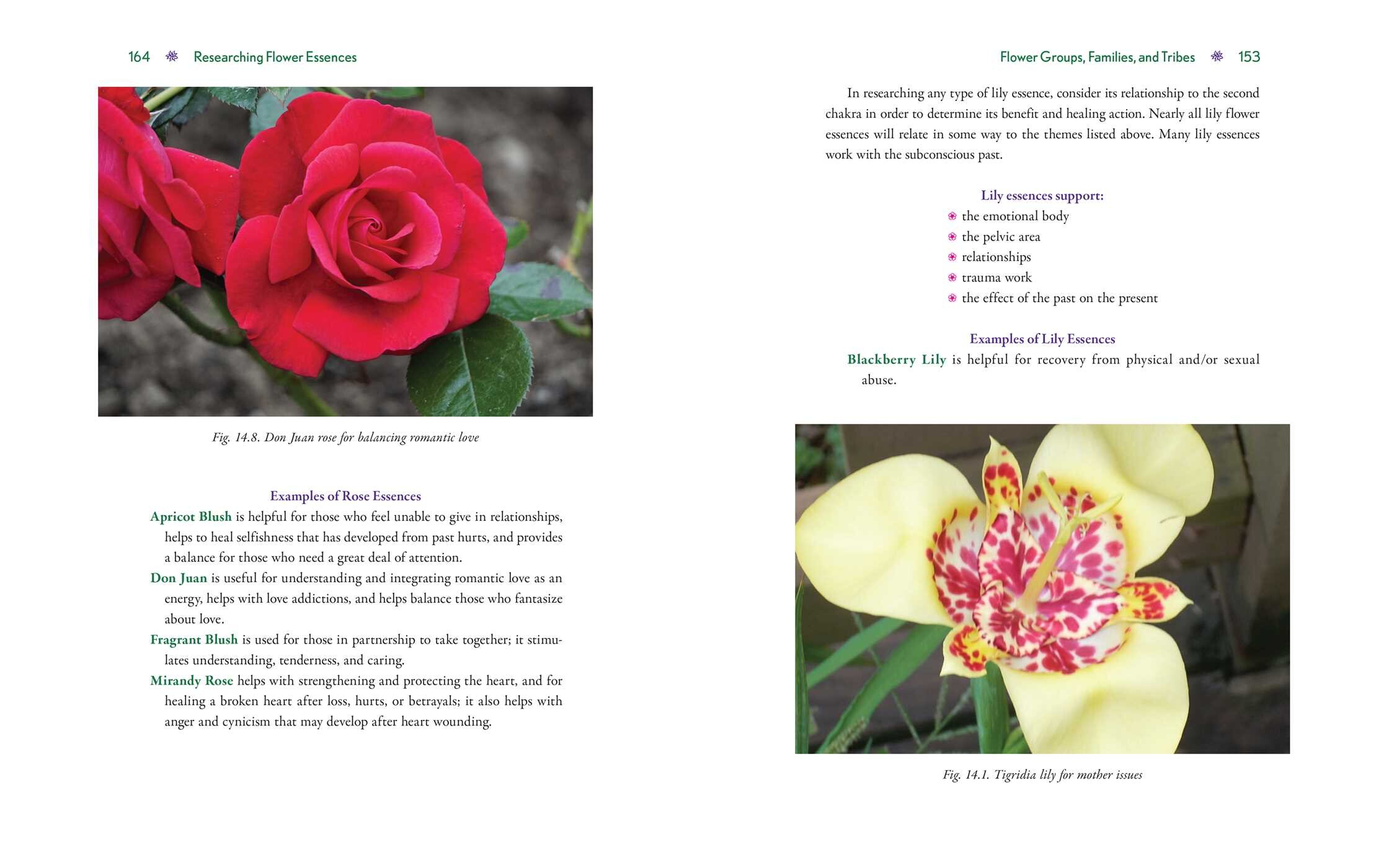 Advanced Flower Essence Healing | Book by David Dalton, Kate Gilday ...
